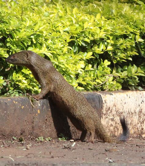 Herpestes Sanguinea Slender Mongoose — Coke Smith Wildlife