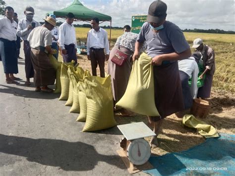သဲကုန်းမြို့နယ်တွင် မိုးစပါးစံကွက်ရိတ်သိမ်းပွဲပြုလုပ် Information And Public Relations Department