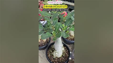 멋진 구근 최고네요 사막의장미 석화 다육이정원 박서진 지나야 다육이 Succulent Youtube