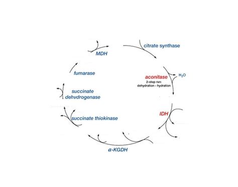The Compounds Of The Krebs Cycle Quiz