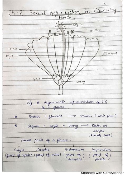 Solution Biology Class Xii 02 Sexual Reproduction In Flowering Plants