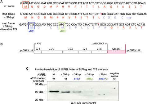 An Alternative Translation Initiation Site In Nipbl A An N Terminally