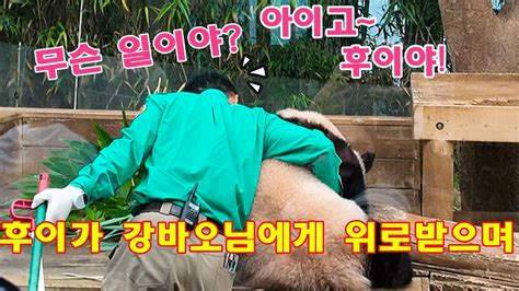 맙소사💥후이바오 가 엄마에게 꾸중을 듣고 많이 울었어요 💦강바오님할부지는 오랫동안 후이바오를 달래주며 그 순간은 사랑과