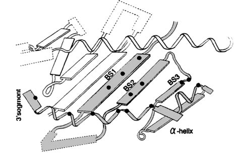 The Protein Structure Of The Antigen Binding Groove Of The Mhc Class Ii