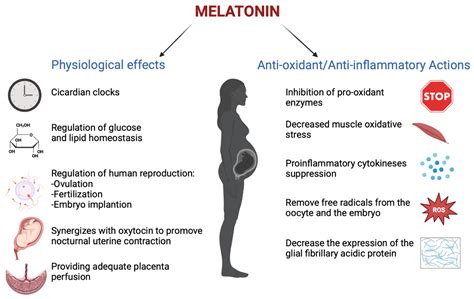 The Role Of Melatonin In Pregnancy Encyclopedia Mdpi