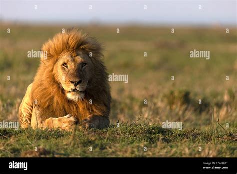 Male Lion Panthera Leo In Savanna Masai Mara National Park Kenya