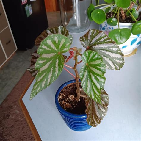 Begonia Identification In The Ask A Question Forum