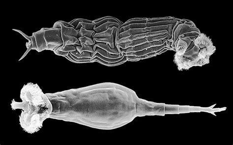 Ancient Survivors Could Redefine Sex Quanta Magazine