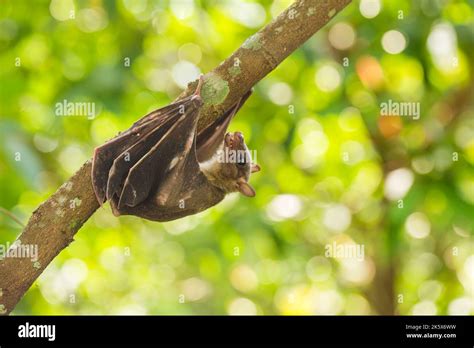 Indonesian Short Nosed Fruit Bat Cynopterus Titthaecheilus In The Wild