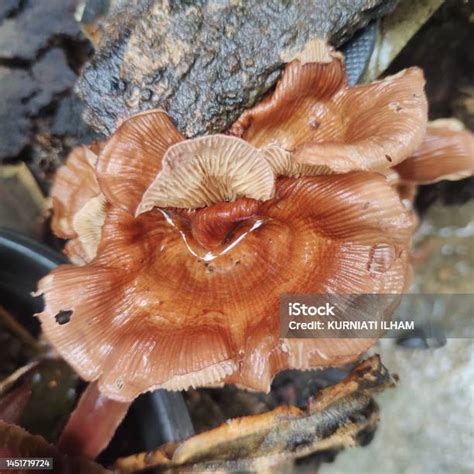 Jamur Ganoderma Spp Termasuk Jamur Kayu Spesies Dari Genus Ganoderma