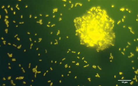New Ame Article On Marine Synechococcus Tep Production And Aggregate