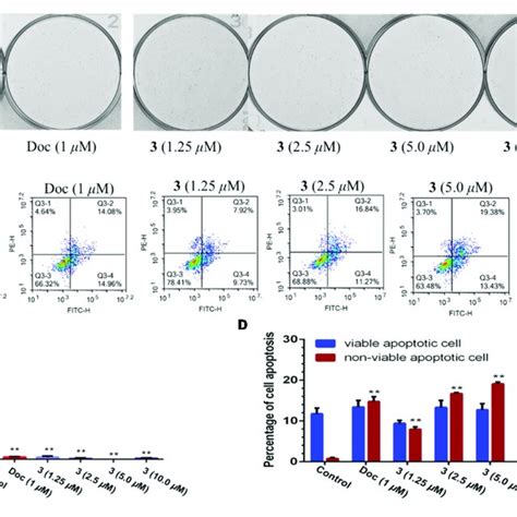 Compound 3 Reduced Pc 3 Cells Colony Formation Ac And Induced