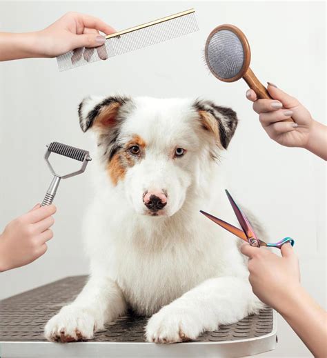 Dog Groomers Near Me Provide Top Tips For Long Haired Pups