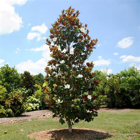 Tropical Evergreen Trees Have