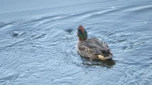 コガモ みどりの鳥 横浜市北部緑区周辺の野鳥紹介