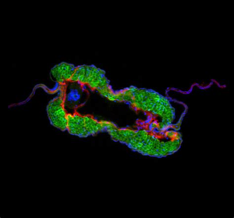 Microscopy Cross Section