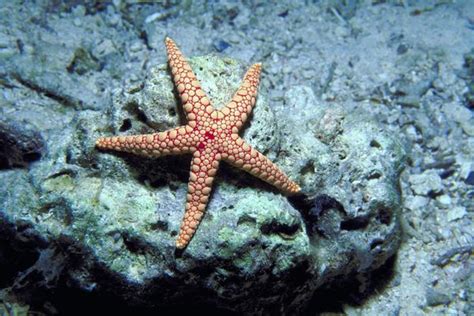 Arthropod And Echinoderm Marine Biology