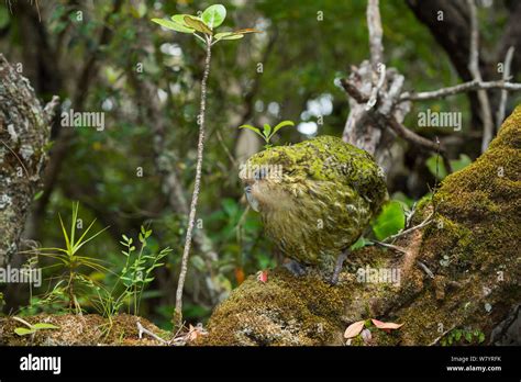 Kakapo Flying