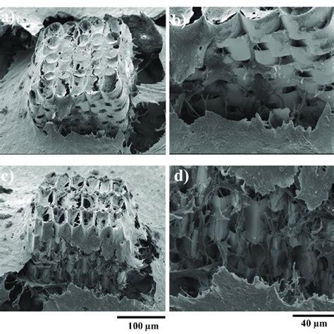 Sem Scanning Electron Microscopy Micrographs Of Mg 63 Osteoblast Like