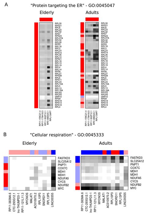 Elderly And Adult Co‐expression Networks Of Selected Lncrnas Columns
