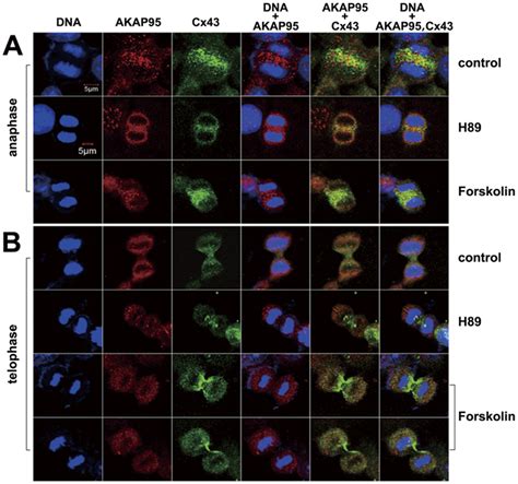 Binding And Localization Of Akap95 And Cx43 In A549 Cells At Different