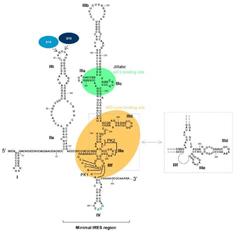 The Hcv Ires Element Sequence And Secondary Structure Of The 5′utr In