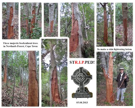 The Naked Bloganist Stripped A New Spate Of Bark Stripping Threatens Newlands Forest