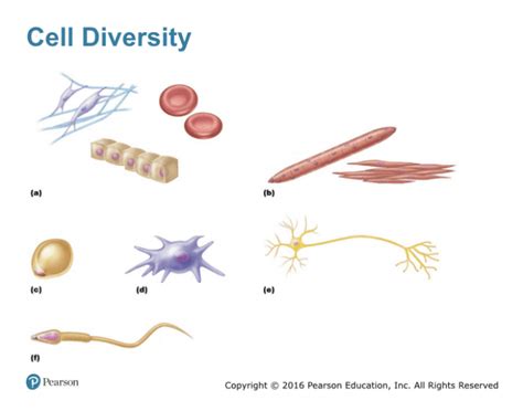 Cell Diversity Quiz