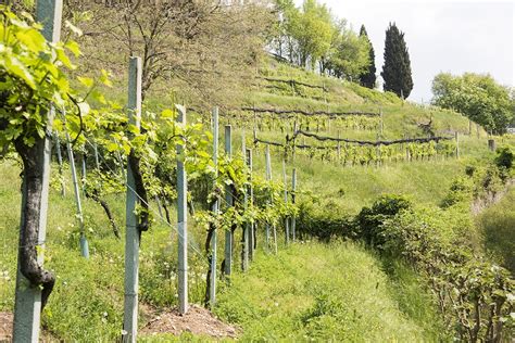 Moscato di Scanzo - Italy Delicious Drives Around Bergamo #1