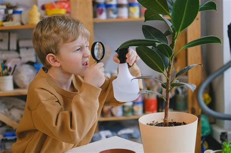 가정 활동 고무나무 식물 과학 관수 식물 교육 나뭇잎 녹지 돋보기 무화과 탄성 발견 밝은 갈색 머리 보고