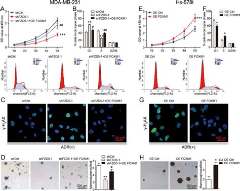 FOXM1 Overexpression Induces FZD5 Associated Phenotype A Viability Of