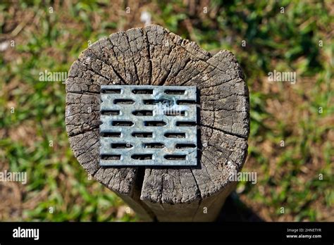 Cut Tree Trunk On Tropical Rainforest Stock Photo Alamy