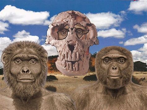Ardipithecus En El Género Ardipithecus Se Reconocen Dos Especies