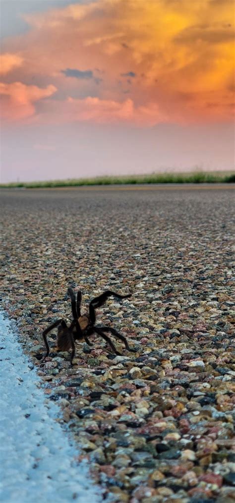 We Enjoy The Oklahoma Brown Tarantula Migration Every Year Through Se