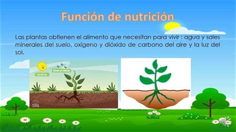 Las Funciones Vitales De Las Plantas Funciones Vitales Las Plantas