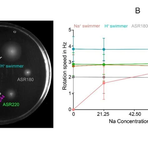 Functional Properties Of Mota Asrs A Swim Plate Assay Lb 025