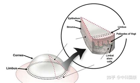 眼睛角膜的拯救者：干细胞重建角膜恢复视力 知乎