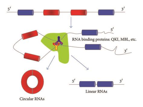 Models Of Circrna Biogenesis A Lariat Driven Circularization Exon