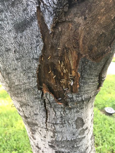 Termites In Allen Texas Tactical Pest Services