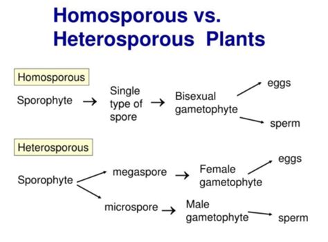 Exam 3 Review Plants Campbell Flashcards Quizlet