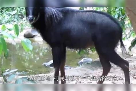 浙江男子发现一只“四不像”，村民都没见过，专家一眼就认出了它村民男子浙江
