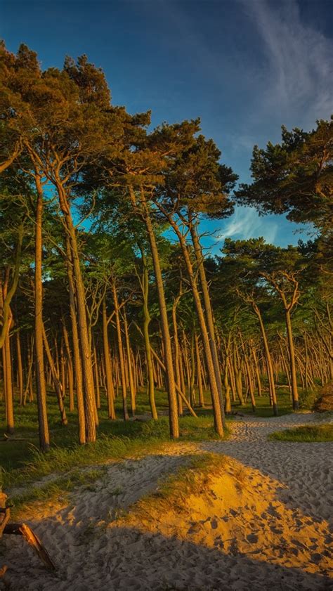 Wallpaper Trees Beach Sea Sunshine 1920x1200 HD Picture Image