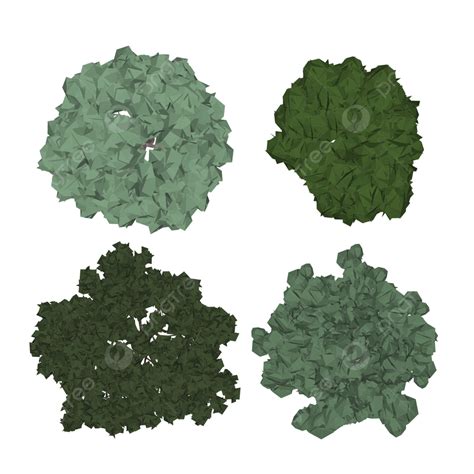 Tree Top View Tree Plant Plant Top View PNG And Vector With