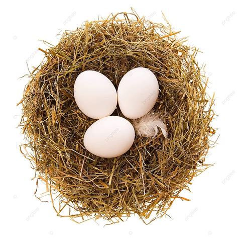 Eggs In A Nest Life Hen House White Background Photo And Picture For