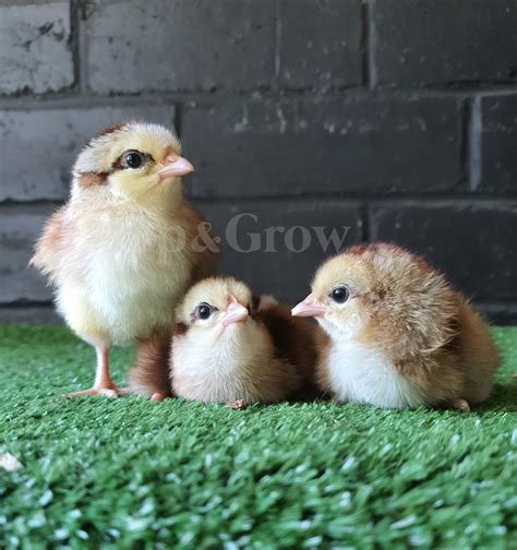 Sexed Chicks Auto Sexing And Sex Linked Breed Pip And Grow