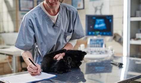 Optimizing Surgical Workflow In Veterinary Clinics Best Practices Idexx Software