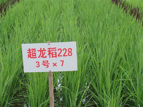 基地展示 扎赉特旗绰勒银珠米业有限公司
