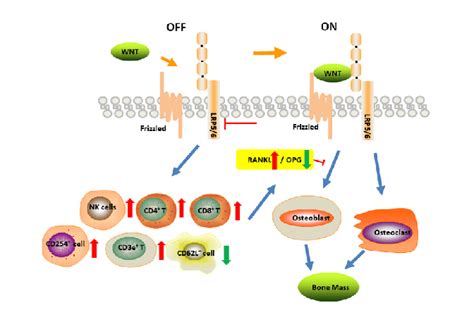 Schematic Diagram Of Heterozygous Deletion Of The Lrp5 Gene Inhibition