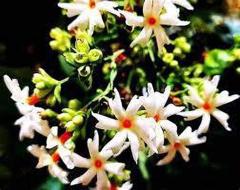 Harsingar Flower English Name Best Flower Site