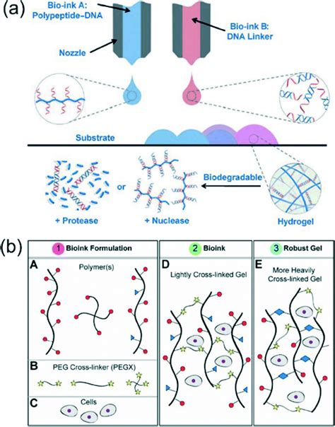 Bioprinting Of 3d Hydrogels Lab On A Chip Rsc Publishing Doi 10 1039 C5lc90069g